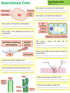 AQA GCSE Biology (Science) Specialised Cells Lesson | Teaching Resources