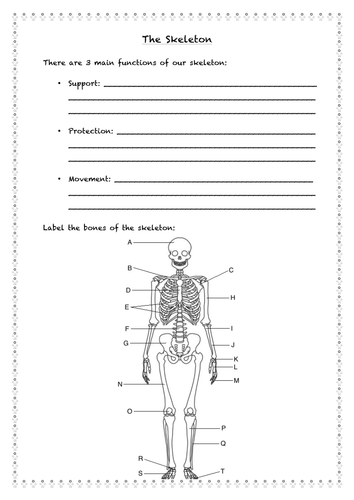 Bones, muscles and joints | Teaching Resources