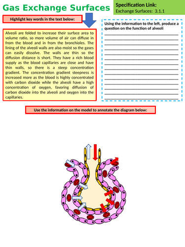 OCR A Level 2015 Biology Spec Introduction to Exchange Surfaces Lesson ...