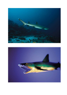 Commotion in the Ocean Resource Pack | Teaching Resources