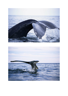 Commotion in the Ocean Resource Pack | Teaching Resources