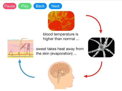 Thermoregulation (Video) | Teaching Resources
