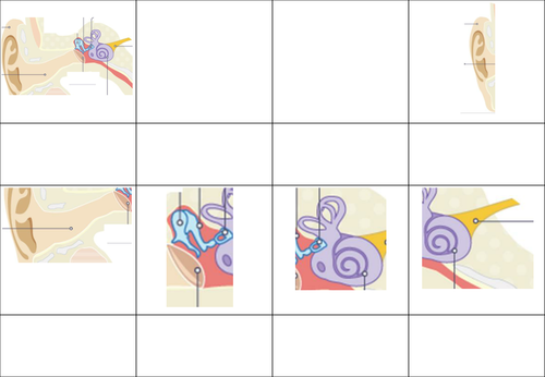 The Ear | Teaching Resources