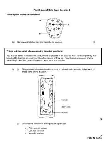Plant & Animal Cells Lesson | Teaching Resources