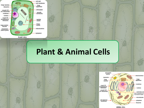 Plant & Animal Cells Lesson | Teaching Resources