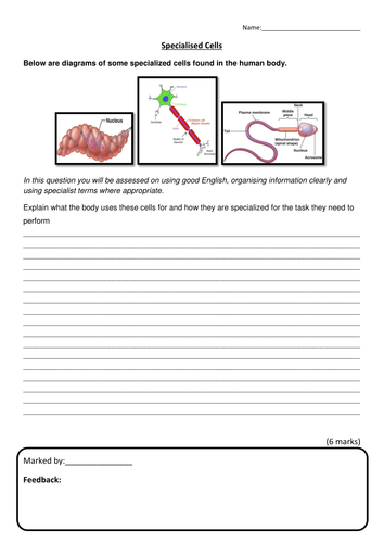 Specialized Cells Lesson | Teaching Resources