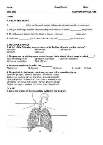 Respiratory System Worksheets (6 Pages) - Lungs, Breathing, Transport ...