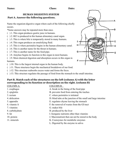 Human Digestive System: Interactive Worksheet for Students | Teaching ...