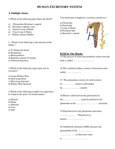 Human excretory system | Teaching Resources