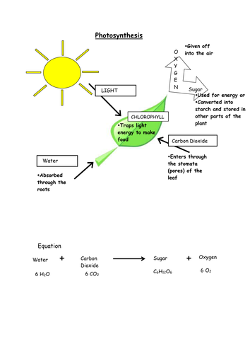 Photosynthesis, reactants, products and equation by bennettej - UK ...