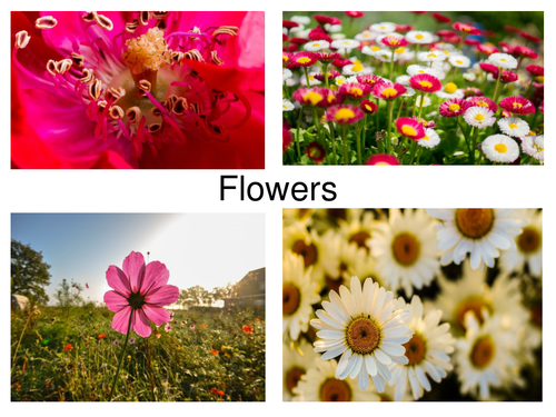 30 Colourful Flower Photos Presentation - Perfect For Display Work ...
