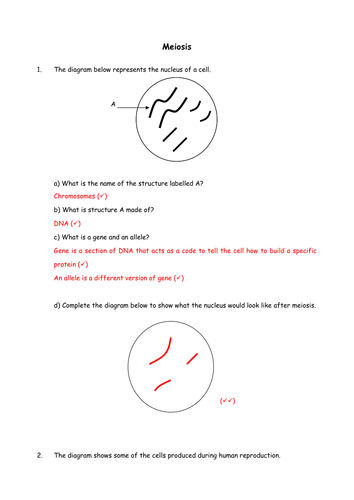 Biology: Meiosis cell division | Teaching Resources