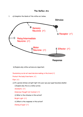 Biology: Reflex action | Teaching Resources
