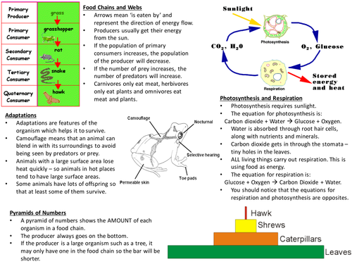 Classification, food webs, adaptations and photosynthesis revision ...