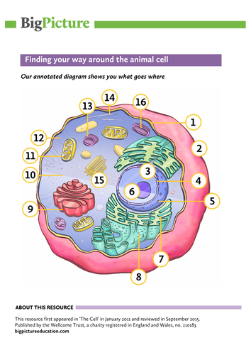 Labelled and annotated colour animal cell diagram for KS5 Biology ...