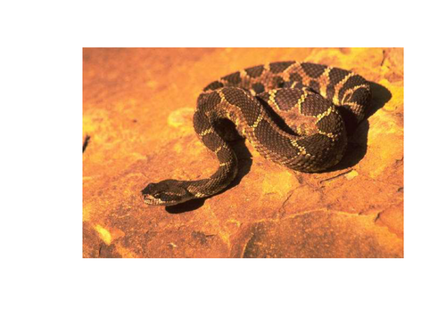 Chinese New Year Resource Pack | Teaching Resources