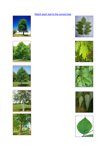 Forest School Activity Bundle | Teaching Resources