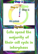 Cell Cycle Mitosis card game | Teaching Resources