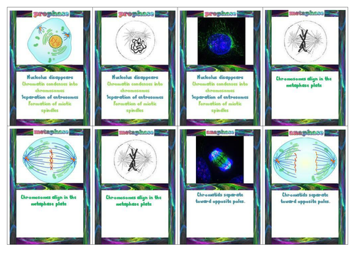 Cell Cycle Mitosis card game | Teaching Resources