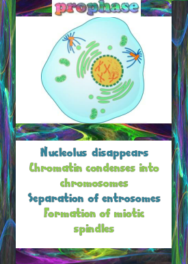 Cell Cycle Mitosis card game | Teaching Resources