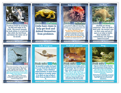 Food Chain and Adaptations card game | Teaching Resources