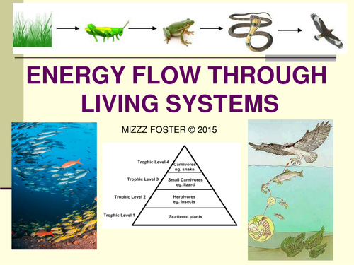 Energy Flow: Trophic Levels, Food Chains, Food Webs Power Point ...