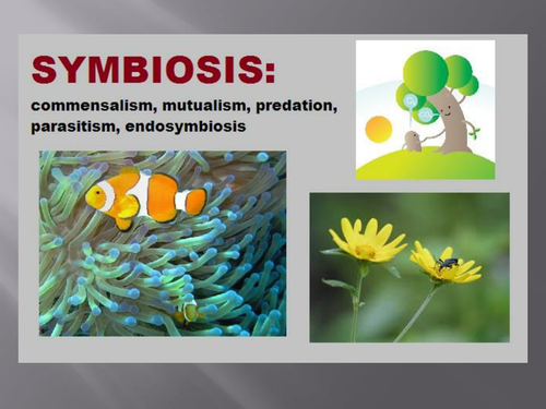 Symbiosis Quest Power Point | Teaching Resources