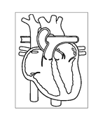 The heart- structure and cardiac cycle | Teaching Resources