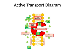 AQA 2016 GCSE Biology (Science) Spec Active Transport Lesson by ...