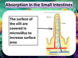 AQA 2016 GCSE Biology (Science) Spec Active Transport Lesson | Teaching ...