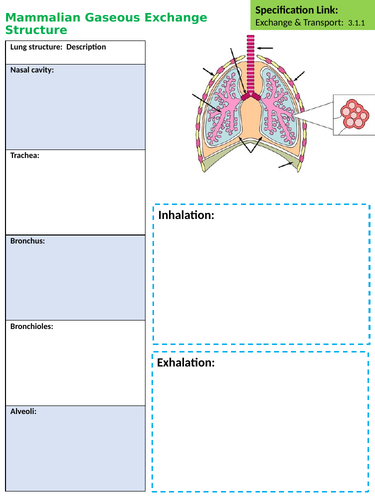 New OCR A Level Biology Spec Mammalian Exchange Surfaces (Lung ...