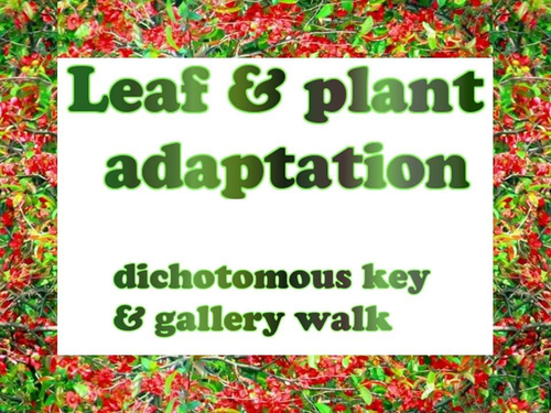 Leaf dichotomous key, plant adaptation gallery walk | Teaching Resources