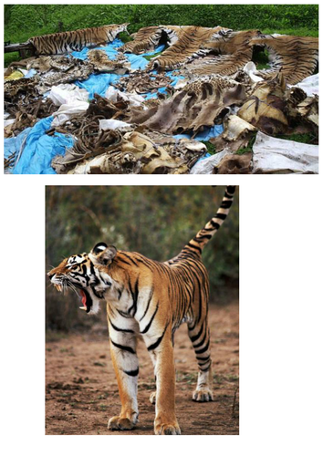 Threats to wildlife lesson (poaching) | Teaching Resources