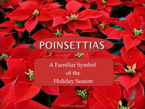Poinsettias Christmas Symbol PowerPoint | Teaching Resources