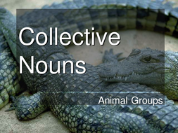 Collective Nouns of Animal Groups PowerPoint | Teaching Resources