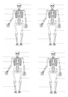 Skeleton | Teaching Resources