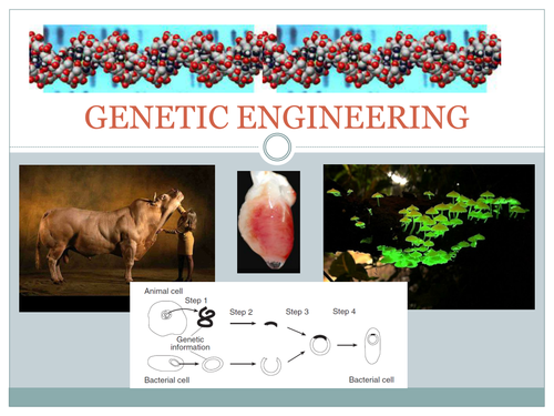 Genetic Engineering Bundle: Power Point, Worksheets and Answer Key ...