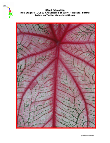 GCSE Art Unit of Study and Support Materials - NATURAL FORMS | Teaching ...
