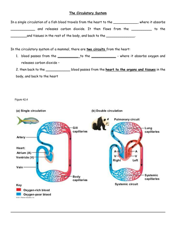 Transport in Animals Unit IGCSE Cambridge | Teaching Resources