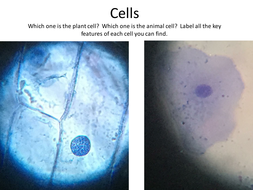 Cheek cell & onion cell - Images | Teaching Resources