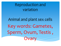 year 8 - Reproduction and variation | Teaching Resources