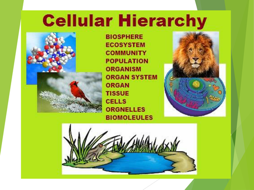 Cellular Hierarchy: Organization of Life Question Set | Teaching Resources
