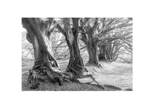 Tree Photo Collage Drawing | Teaching Resources