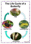 The Very Hungry Caterpillar - Complete Resource Pack! | Teaching Resources