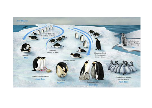 March of the Penguins Film > Diary | Teaching Resources