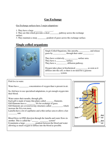 GCSE Triple Biology - Gaseous Exchange in Organisms ppt & Work sheet ...