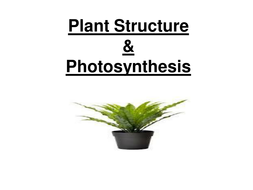 GCSE Biology - Plant Structure and Photosynthesis | Teaching Resources
