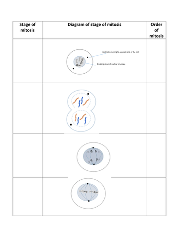 From 2015 AQA AS Mitosis lesson plan | Teaching Resources