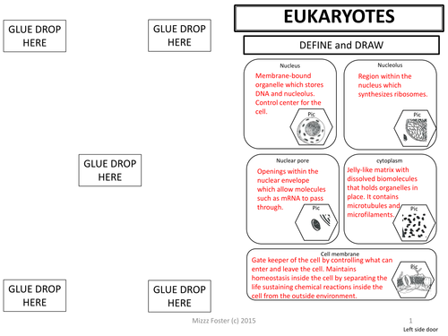 Eukaryote Cells: Graphic Organizer, Fold-Out Foldable, Interactive ...
