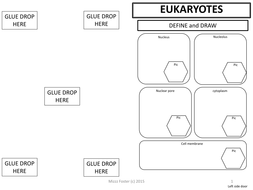Eukaryote Cells: Graphic Organizer, Fold-Out Foldable, Interactive ...